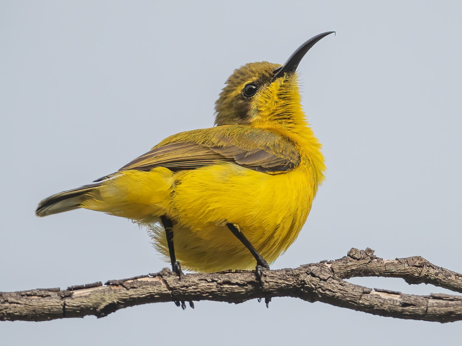 Sahul Sunbird - eBird
