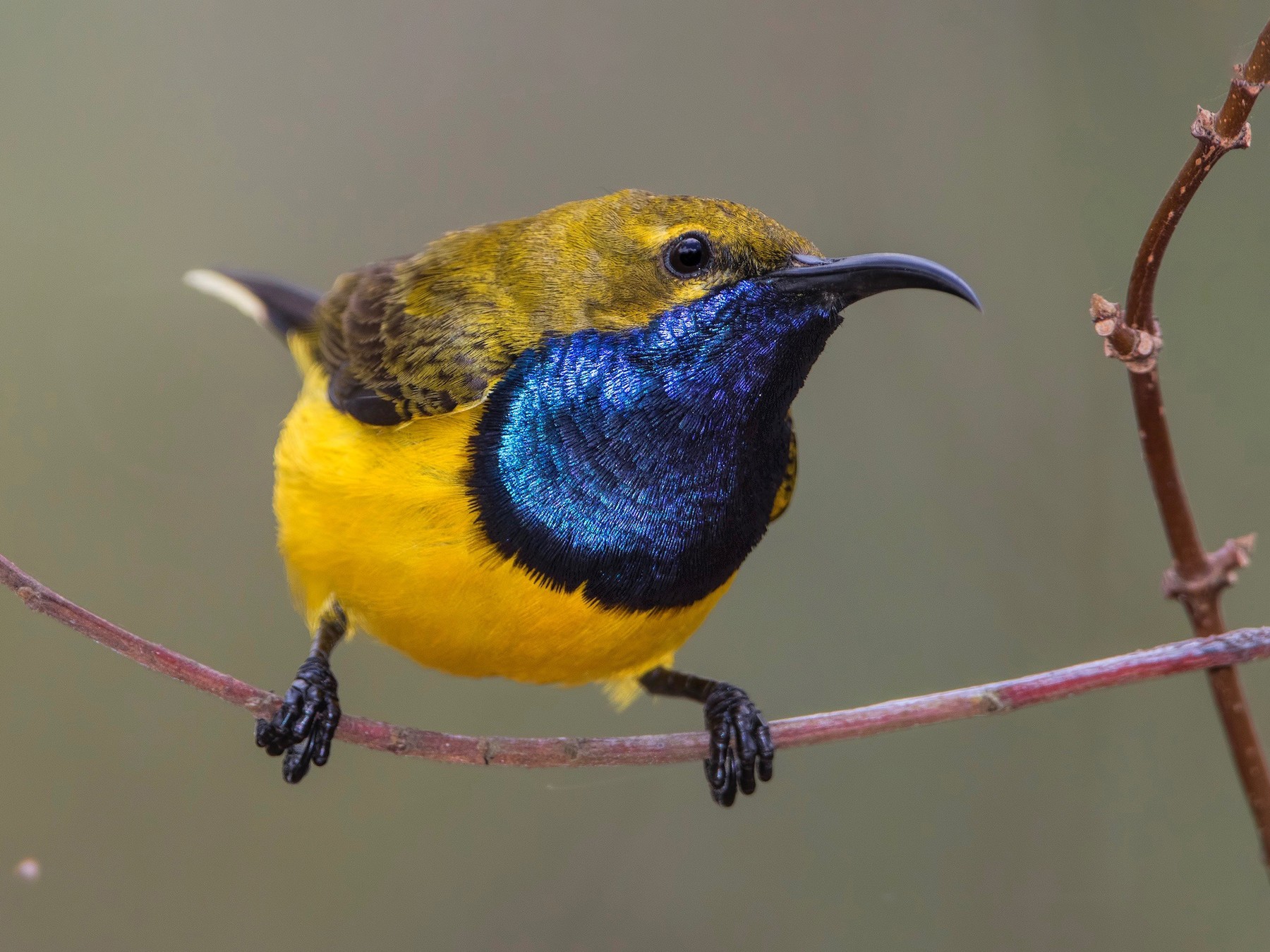 Sahul Sunbird - eBird