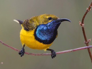 Sahul Sunbird - eBird