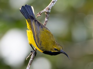 Sahul Sunbird - eBird