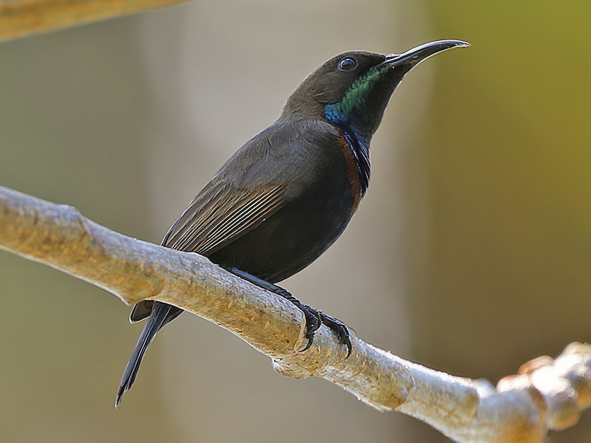 Flores Sea Sunbird - Cinnyris teysmanni - Birds of the World