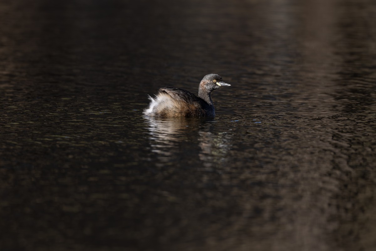 eBird Checklist - 14 Aug 2023 - John Forrest National Park - 36 species