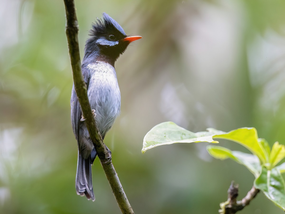 Azure-crested Flycatcher - Myiagra azureocapilla - Birds of the World