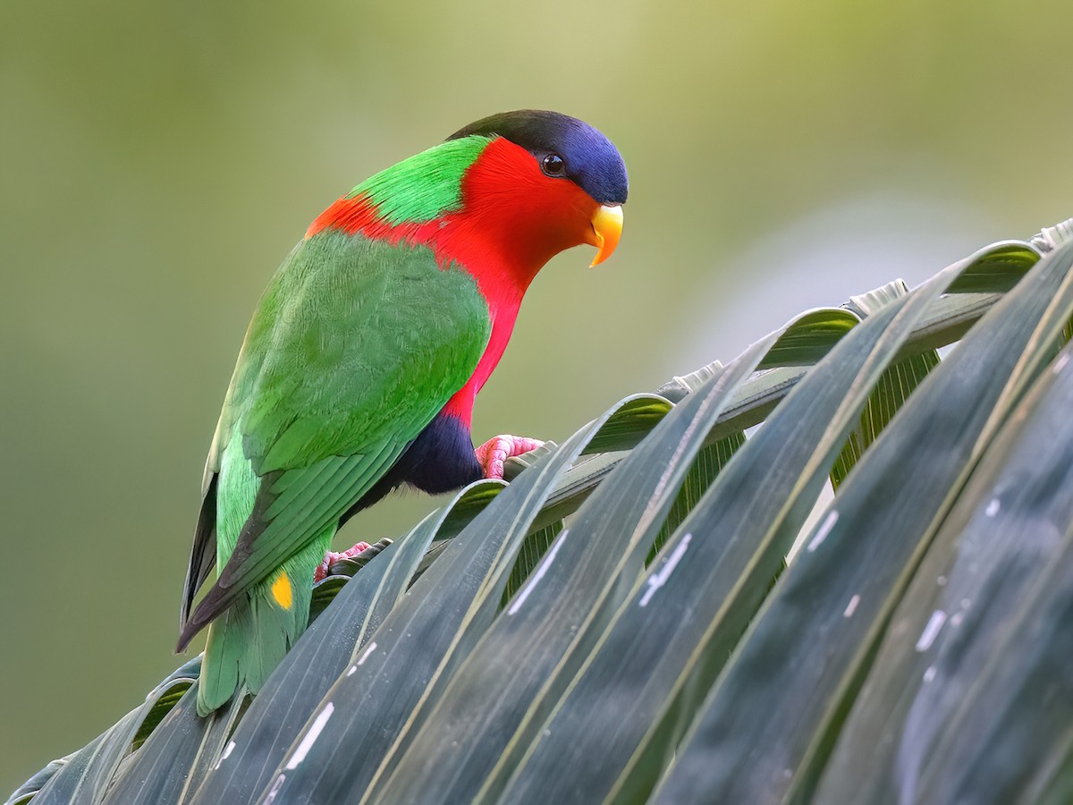 Collared Lory - Vini solitaria - Birds of the World