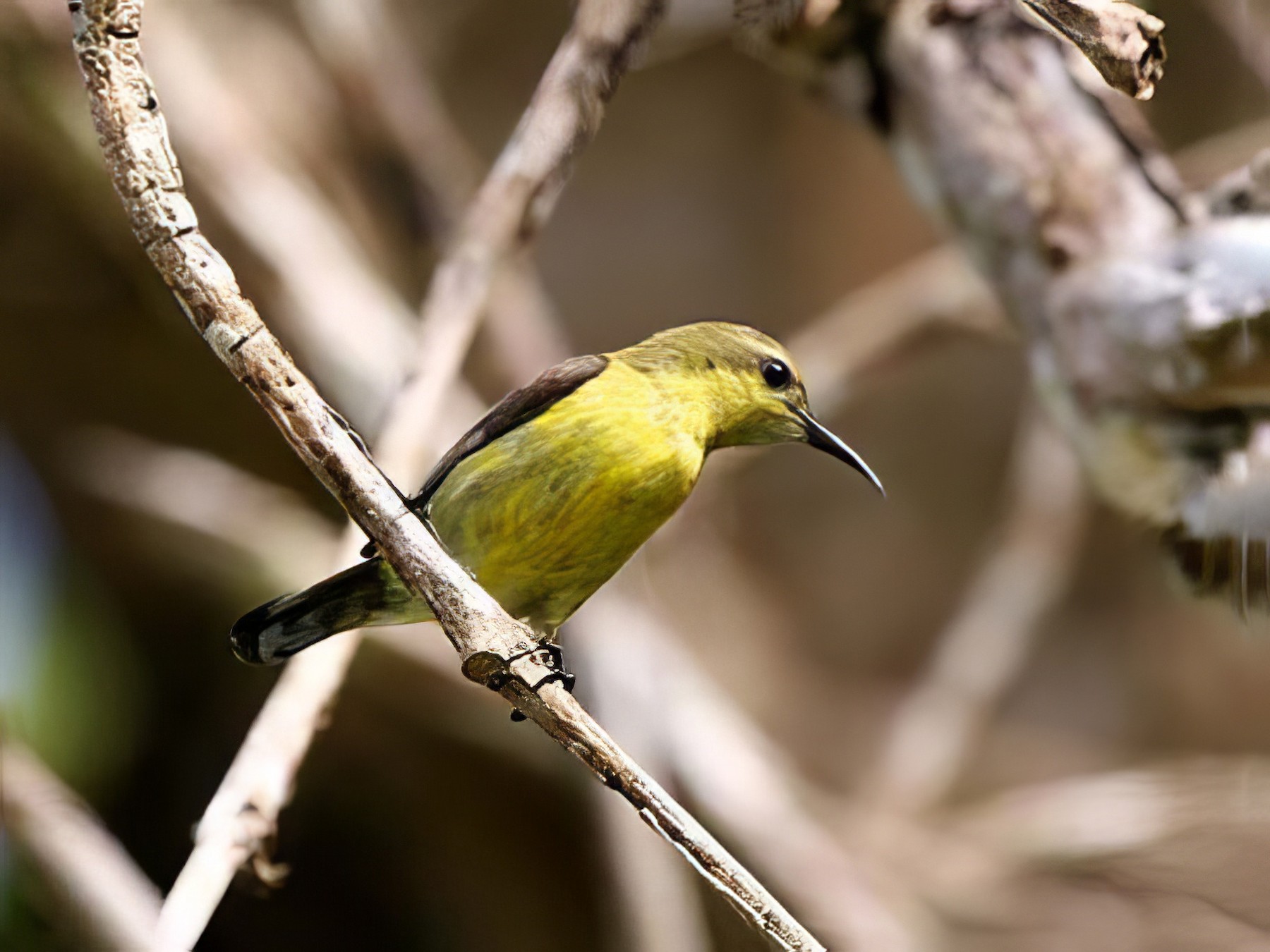 South Moluccan Sunbird - eBird