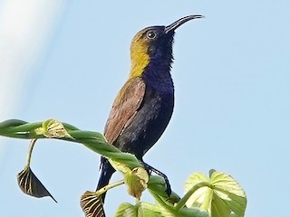 South Moluccan Sunbird - eBird