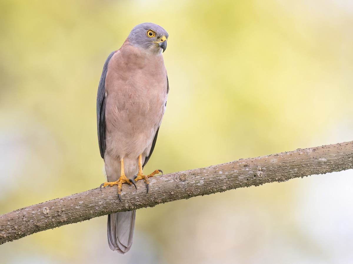 Fiji Goshawk - Tachyspiza rufitorques - Birds of the World