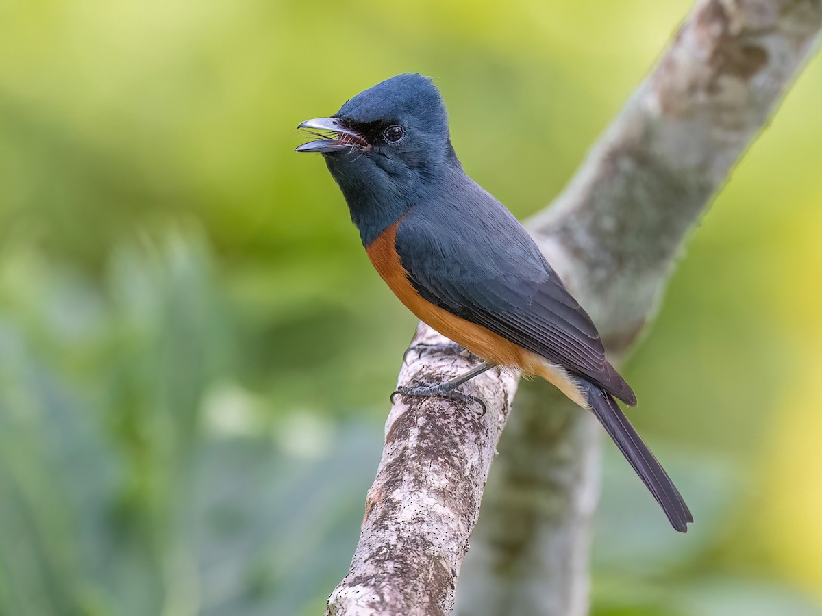 Vanikoro Flycatcher - Myiagra vanikorensis - Birds of the World