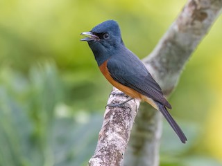 Vanikoro Flycatcher - Myiagra vanikorensis - Birds of the World