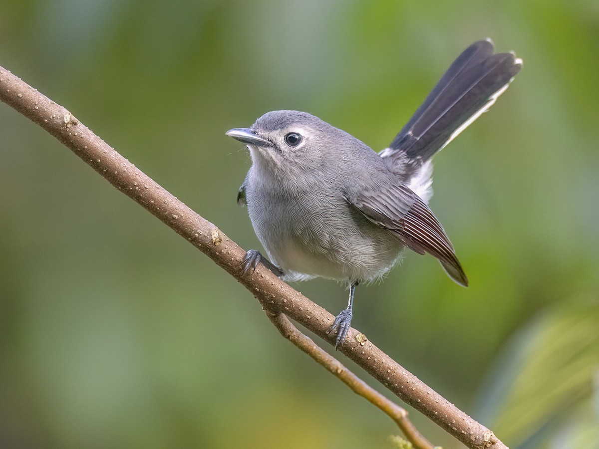 Slaty Monarch - Mayrornis lessoni - Birds of the World