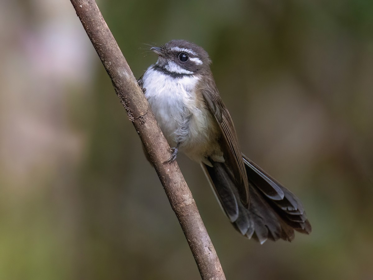 Kadavu Fantail - Rhipidura personata - Birds of the World