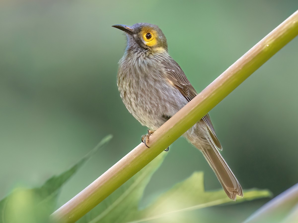 Kadavu Honeyeater - Meliphacator provocator - Birds of the World