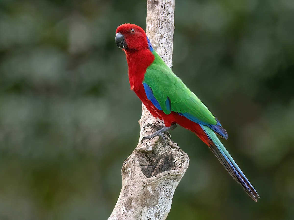 Crimson Shining-Parrot - Prosopeia splendens - Birds of the World