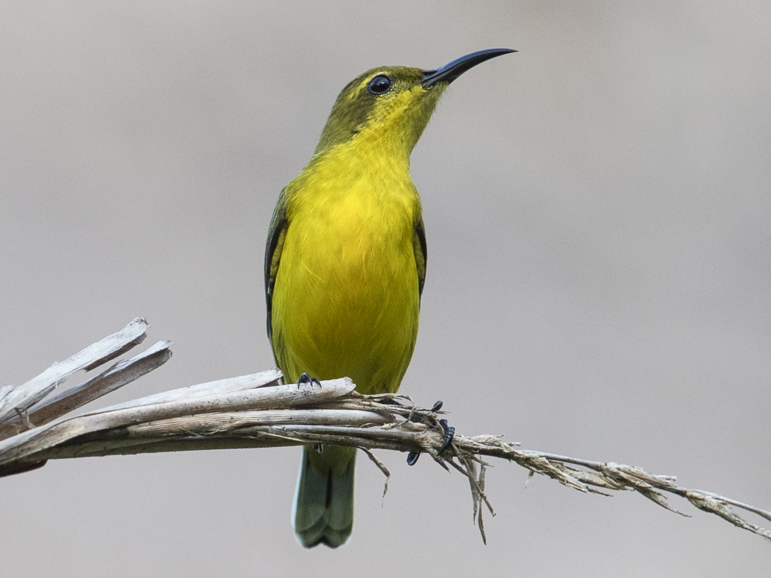 Garden Sunbird - eBird