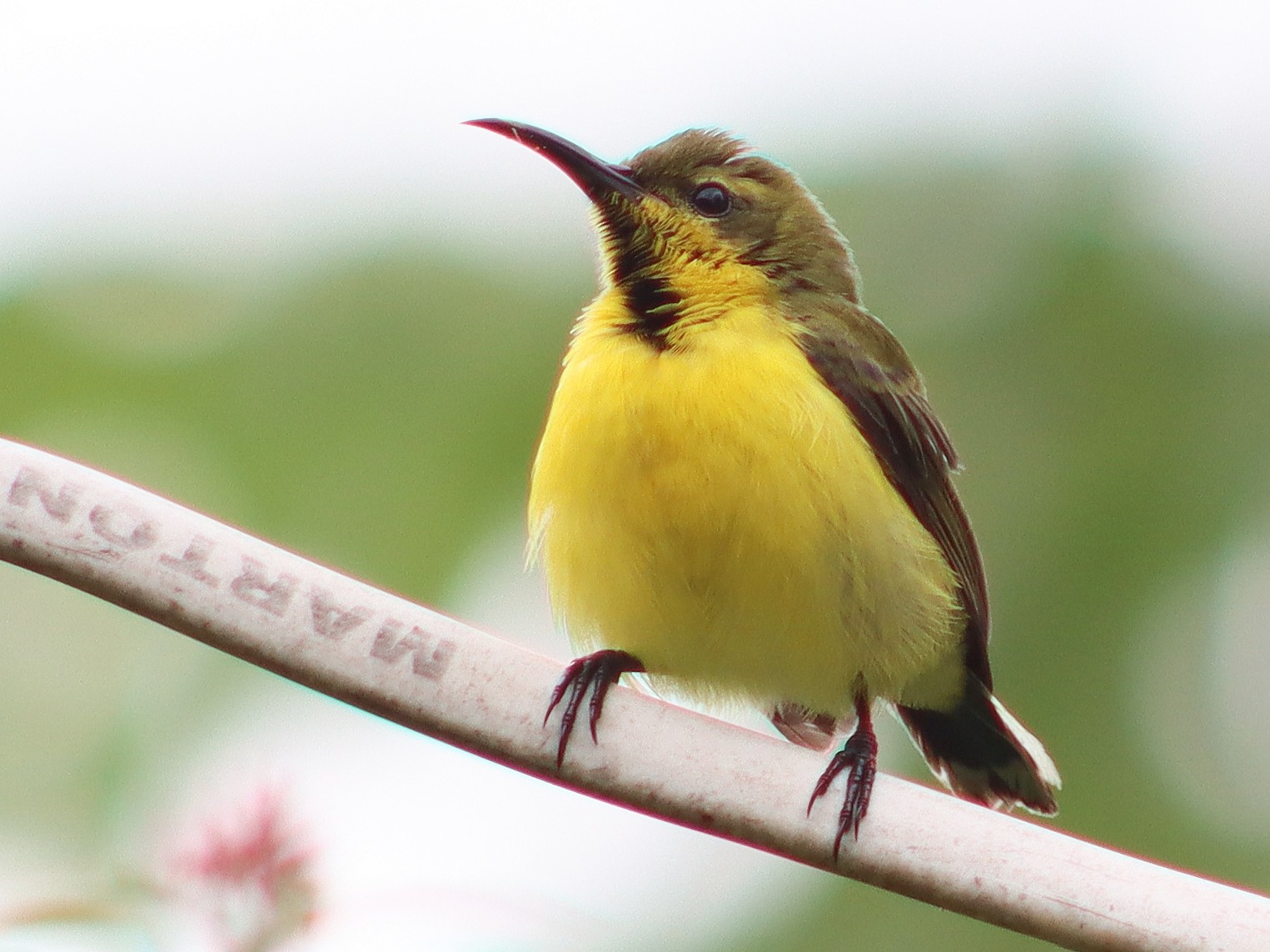 Garden Sunbird - eBird