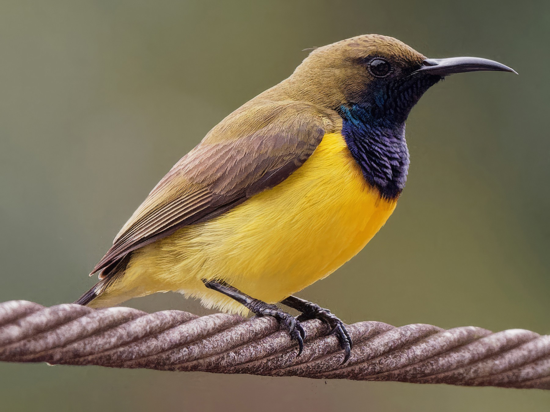 Olive-backed Sunbird (Garden) - eBird