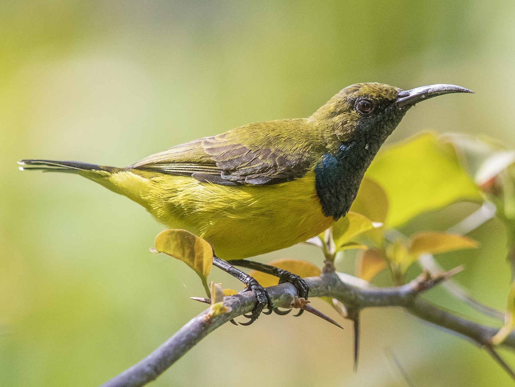 Garden Sunbird - eBird