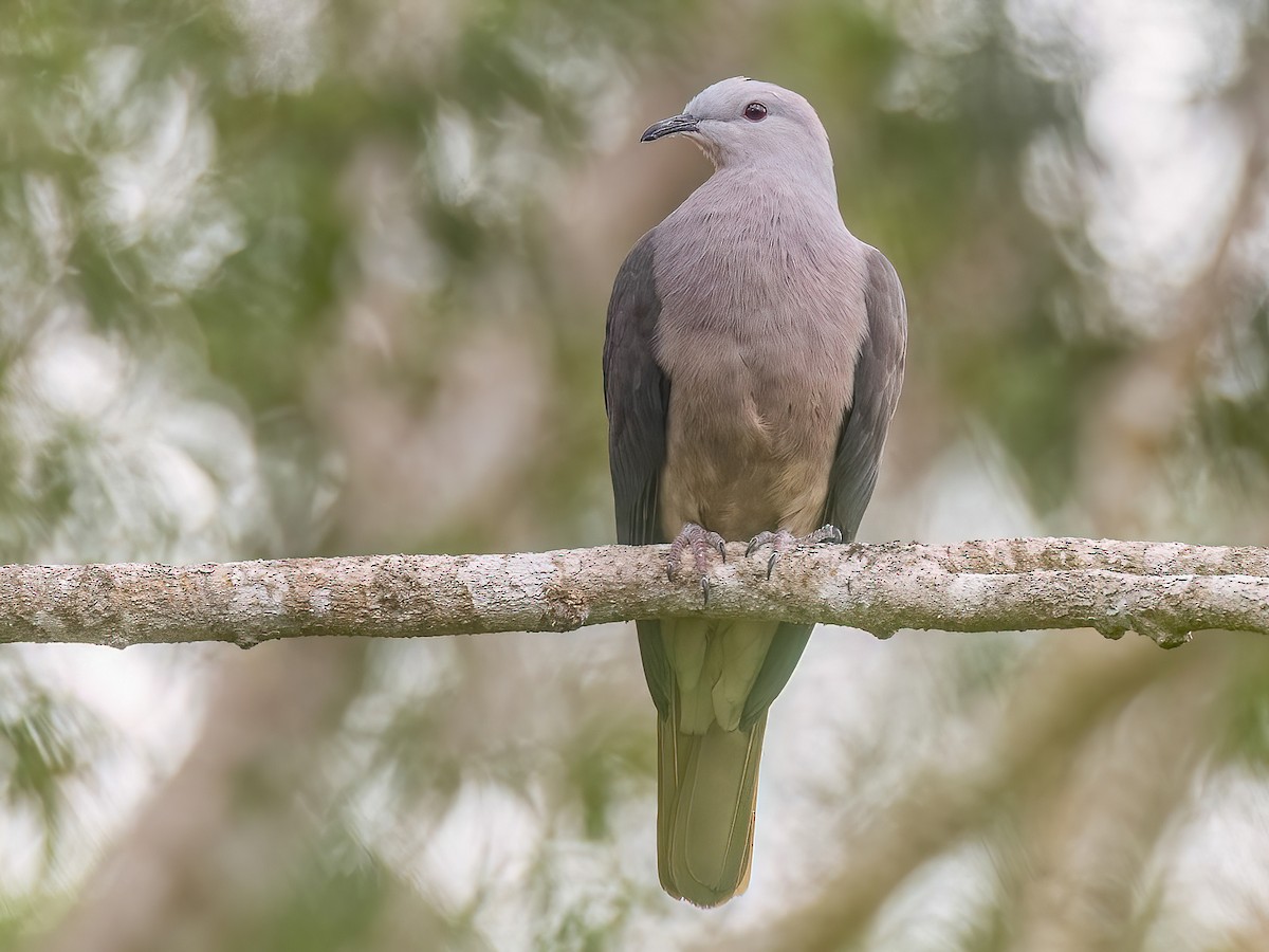 Barking Imperial-Pigeon - Ducula latrans - Birds of the World