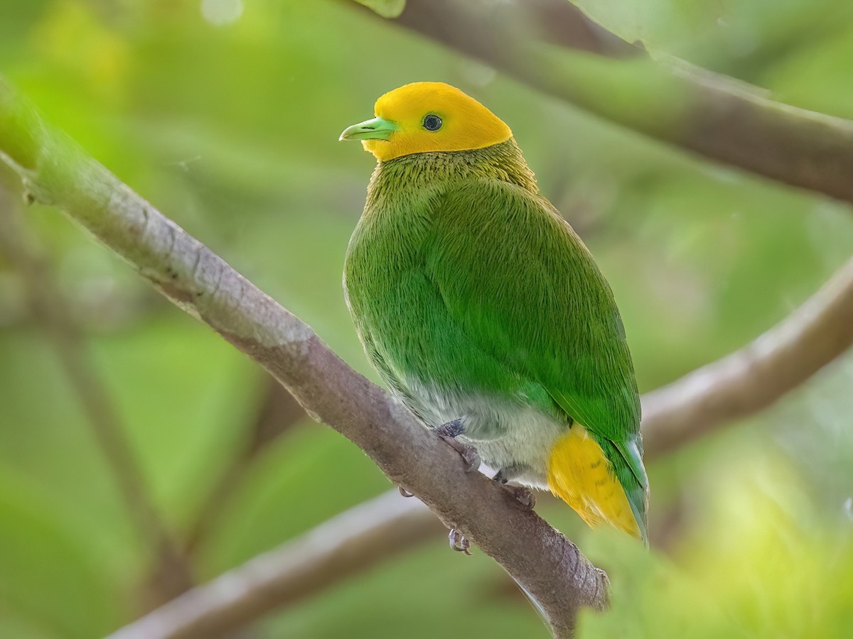 Whistling Dove - Ptilinopus layardi - Birds of the World
