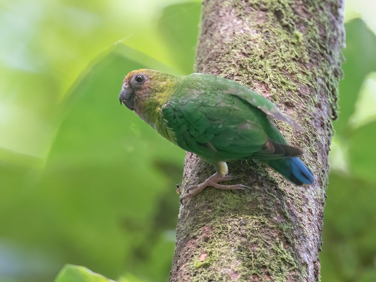 Yellow-capped Pygmy-Parrot - Micropsitta keiensis - Birds of the World