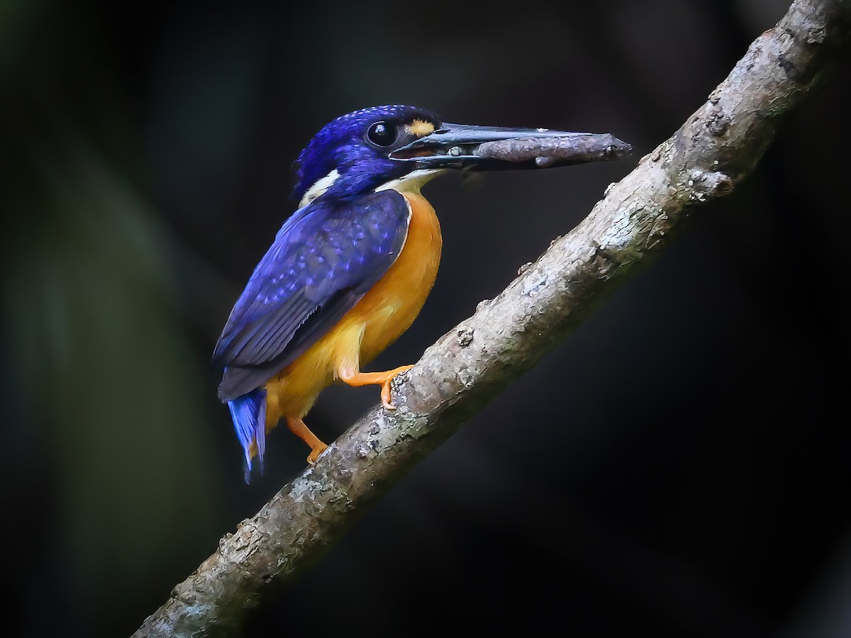 Papuan Dwarf-Kingfisher - Ceyx solitarius - Birds of the World