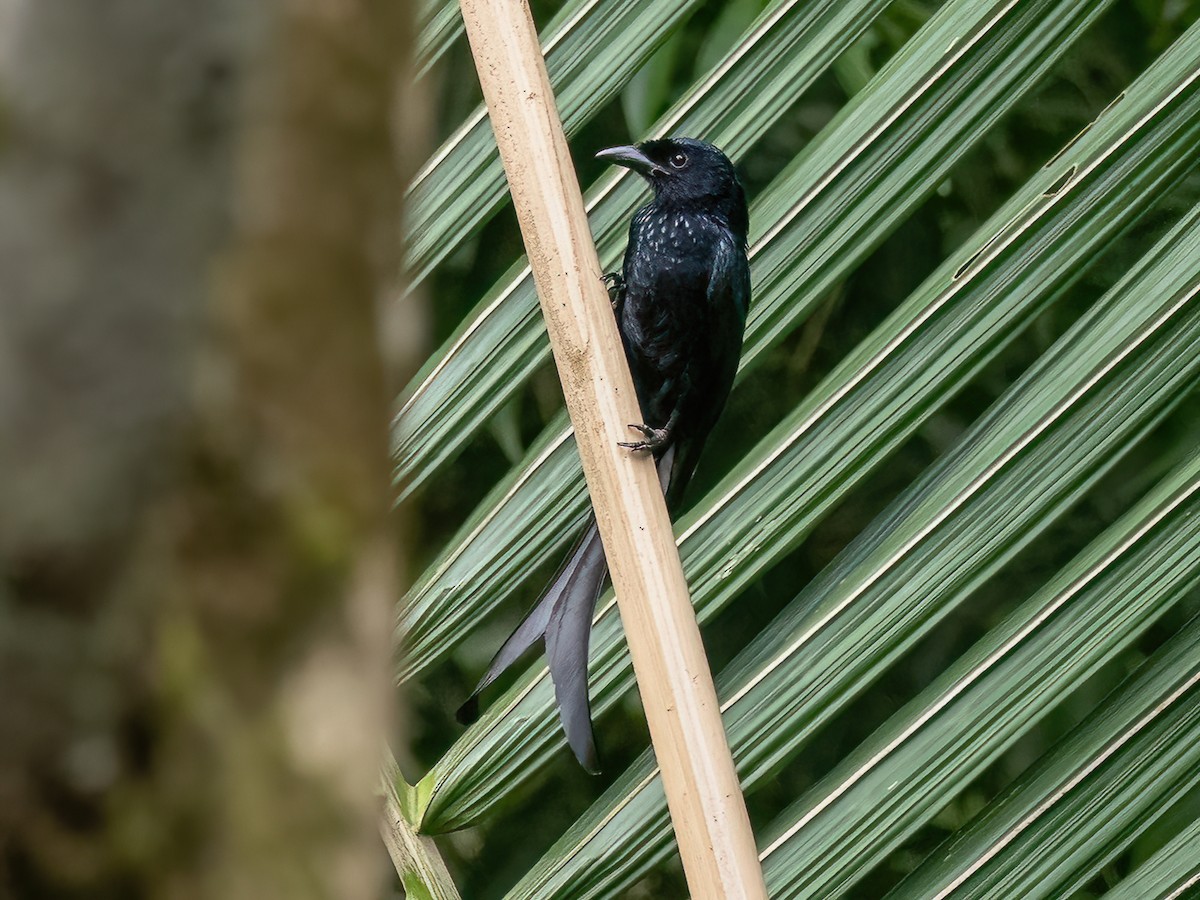 Tablas Drongo - Dicrurus menagei - Birds of the World
