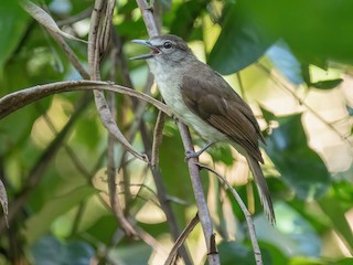 Hook-billed Bulbul - Setornis criniger - Birds of the World