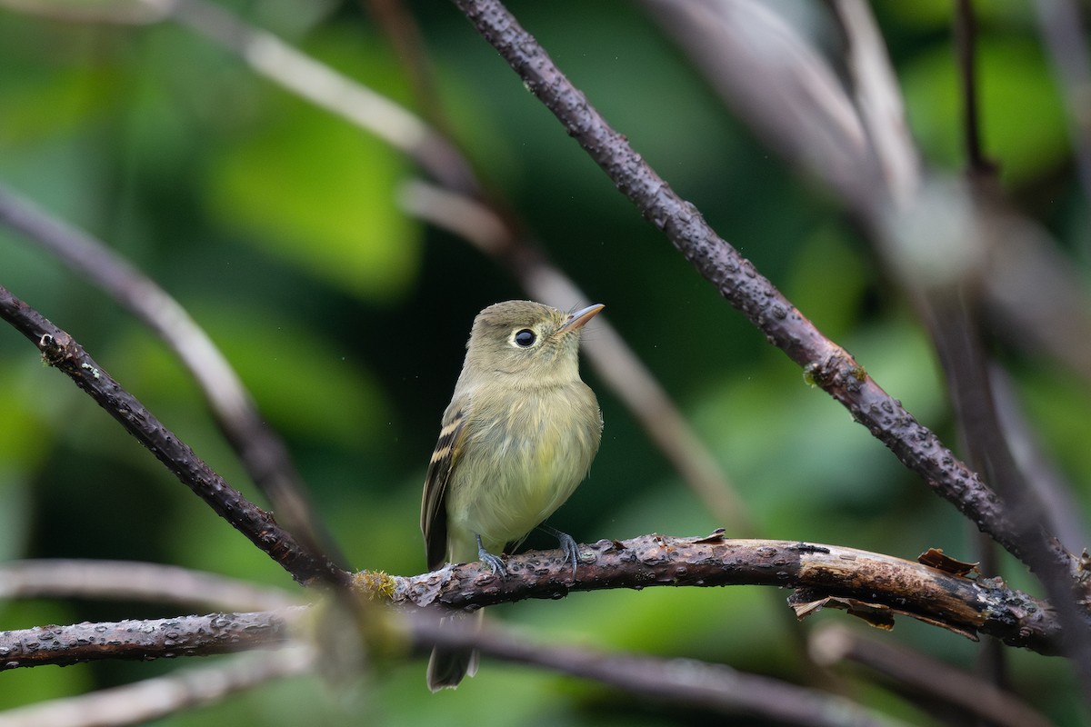 eBird Checklist - 13 Aug 2023 - Ketchikan (town) - 34 species (+1 other ...