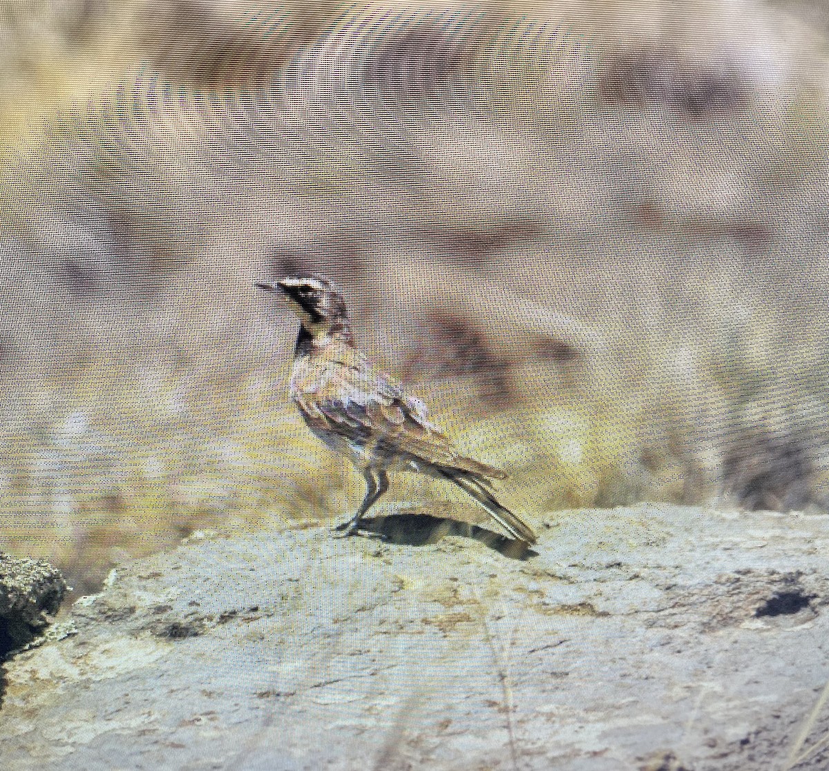 eBird Checklist - 14 Aug 2023 - Apache Railroad Multi-Use Trail - 24 ...