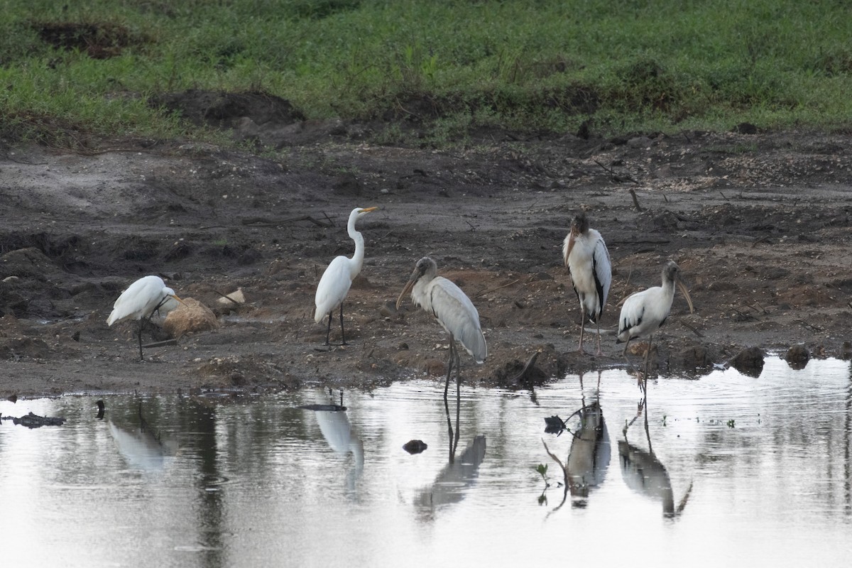 North Carolina Bird Atlas Checklist - 14 Aug 2023 - Rhodes Pond - 10 ...