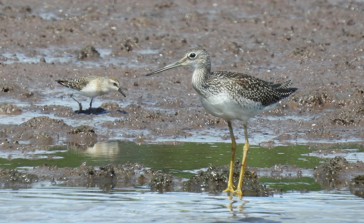 Mass Audubon eBird Checklist - 14 Aug 2023 - Squantum Marshes - 21 species