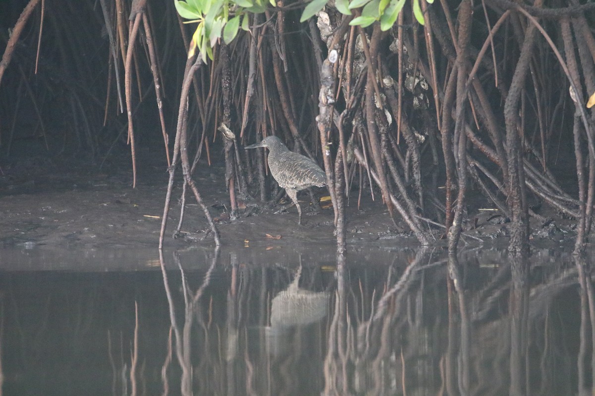 eBird Checklist - 26 Jan 2023 - Toubacouta--Mangrove et brousse - 2 species