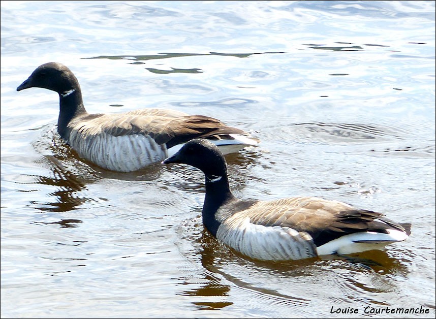 eBird Checklist - 3 Jun 2017 - Centre d’int. et d’obs. de Cap-de-Bon ...