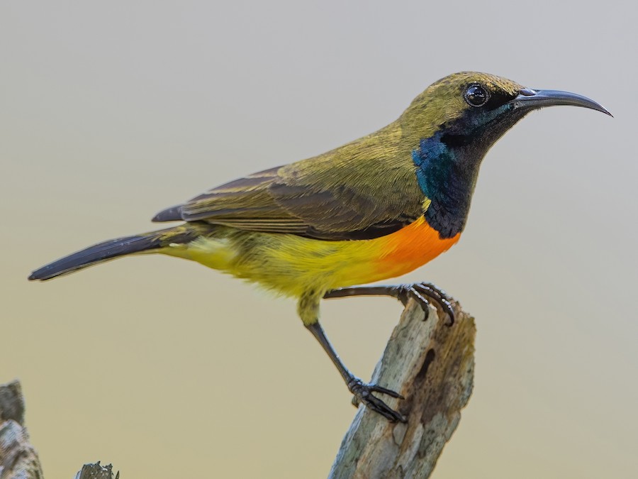 palawan sunbird - eBird