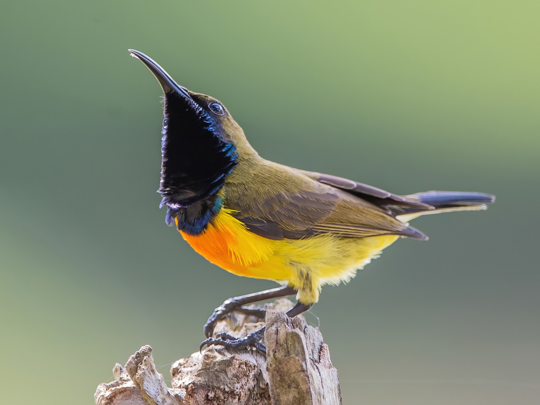 Palawan Sunbird - eBird