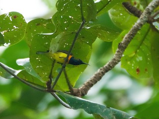 Palawan Sunbird - eBird