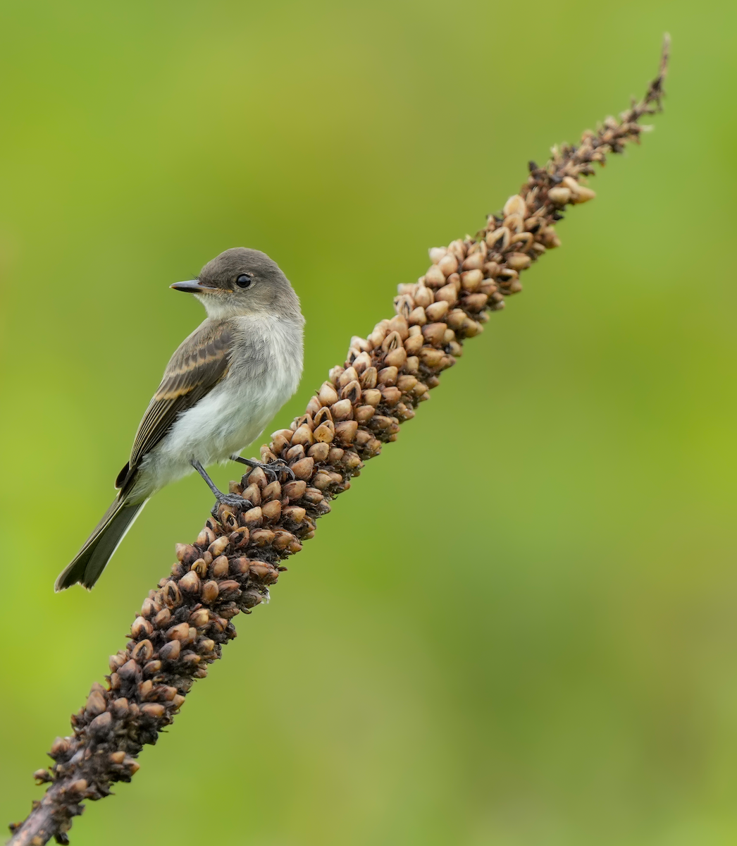 eBird Checklist - 15 Aug 2023 - North Park--Upper Field - 16 species