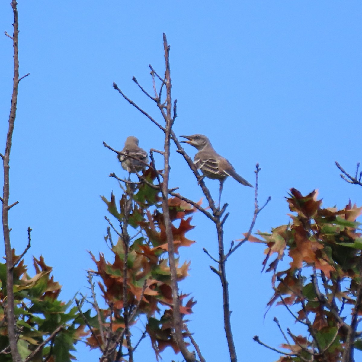 Maryland-DC Breeding Bird Atlas Checklist - 15 Aug 2023 - Hopewell Park ...
