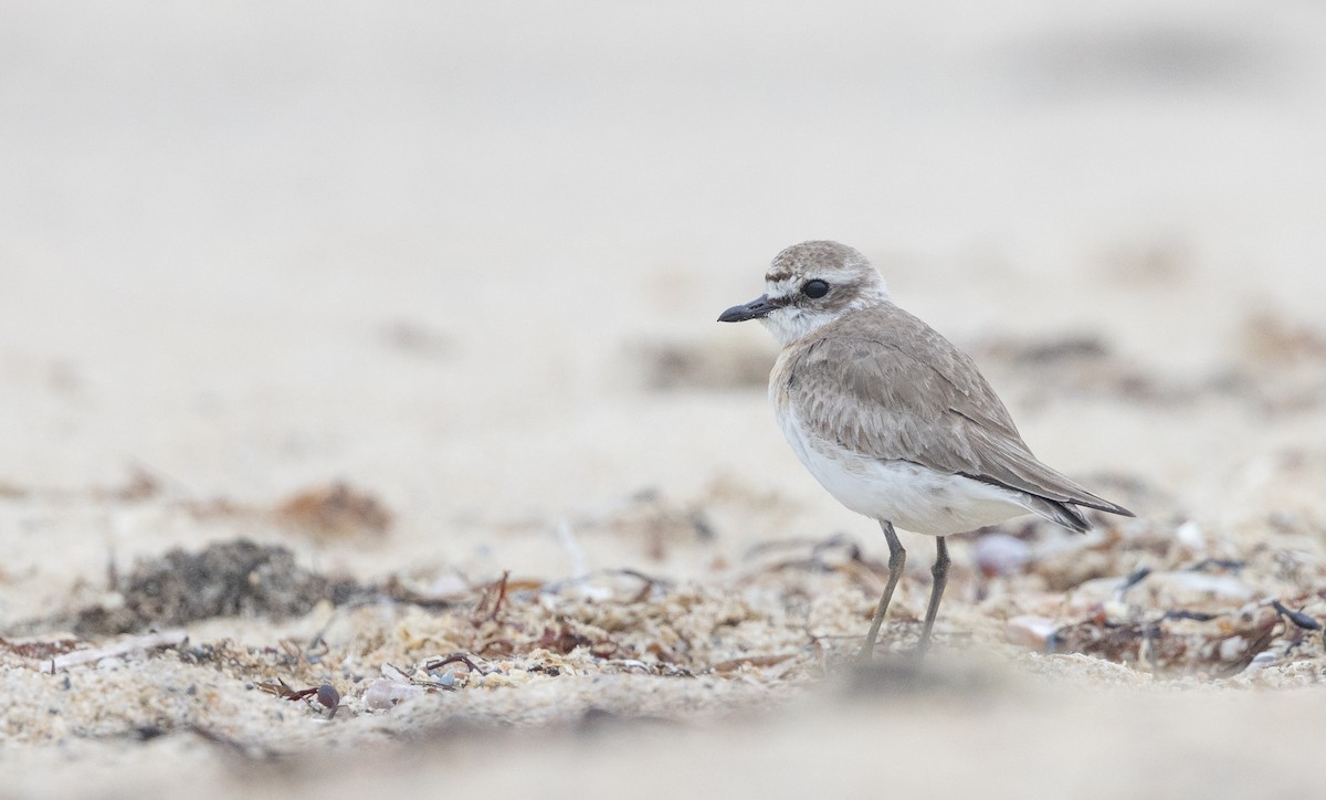 eBird Checklist - 15 Aug 2023 - South Cape Beach SP - 23 species