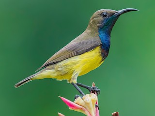 Burung-madu sriganti - eBird