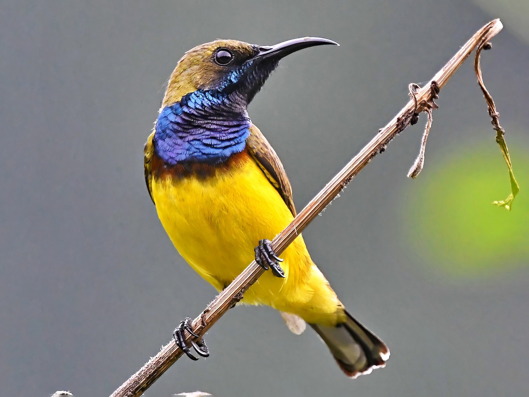 Ornate Sunbird - eBird