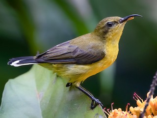 Ornate Sunbird - New Zealand Bird Atlas