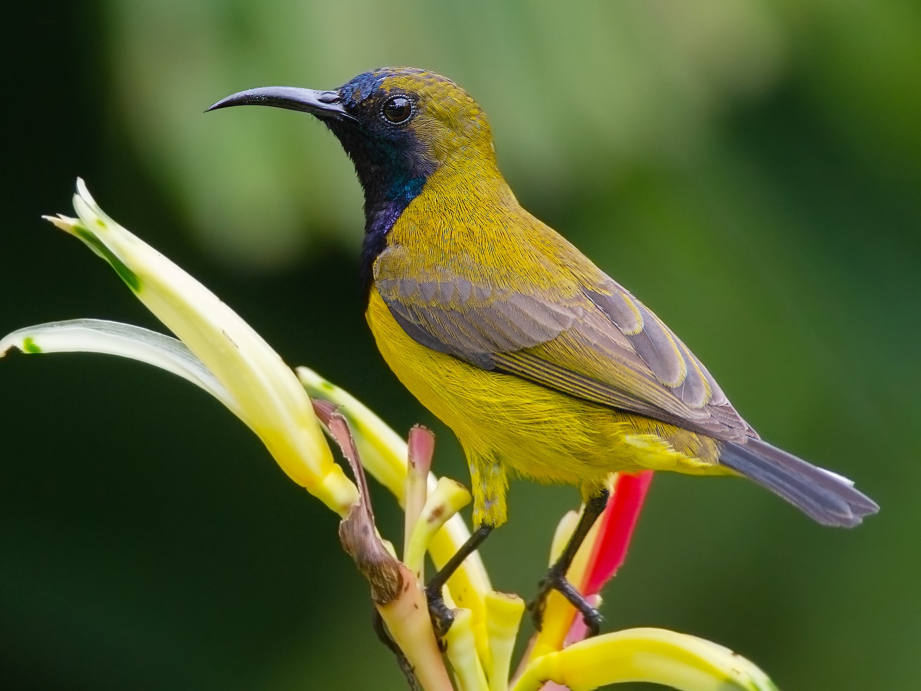 Ornate Sunbird - eBird