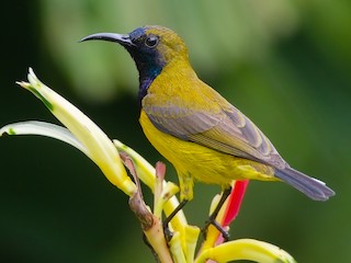 Burung-madu sriganti - eBird