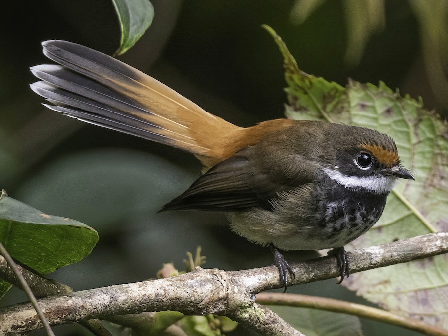 Gilolo Fantail - eBird