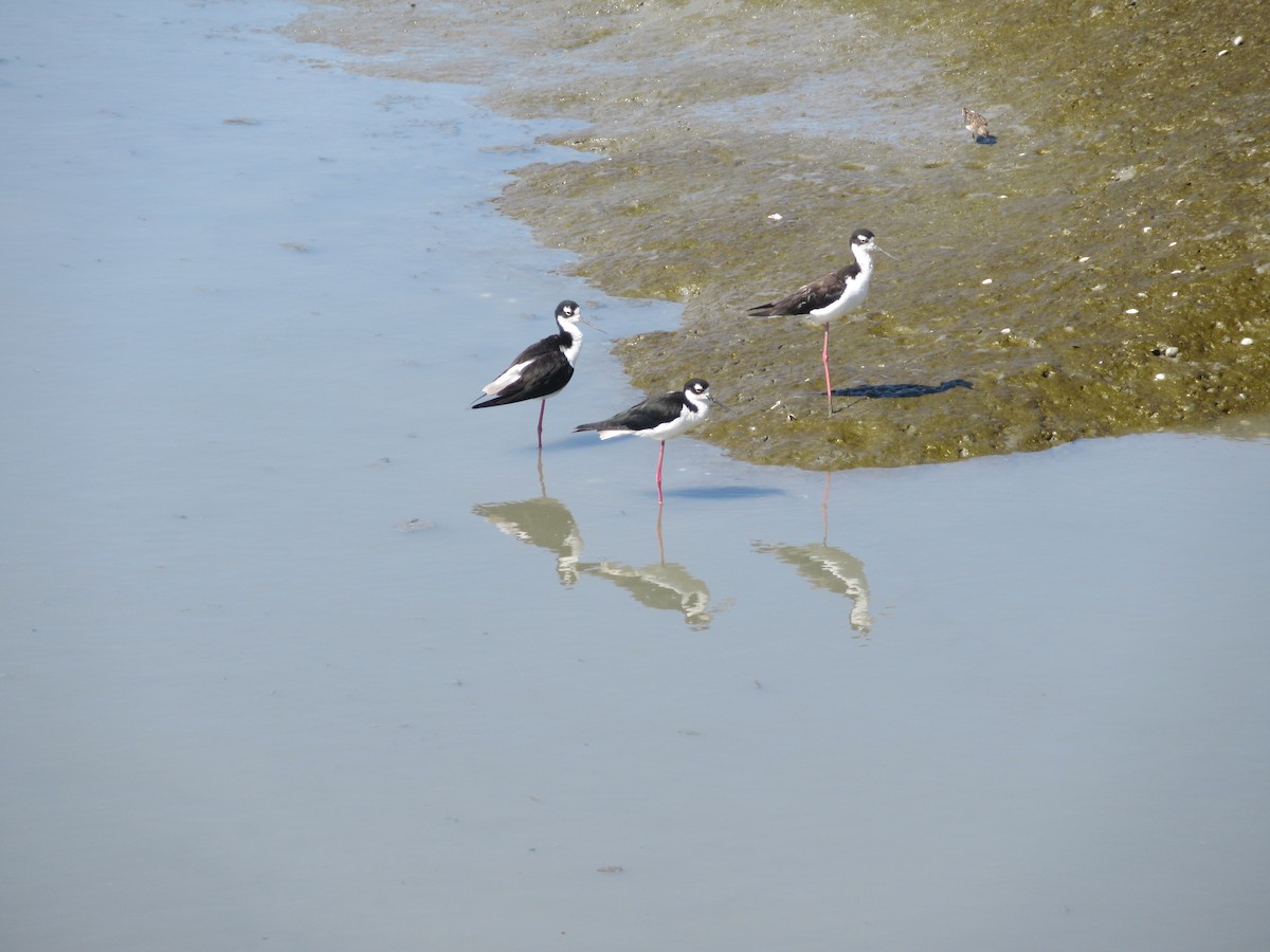 eBird Checklist - 15 Aug 2023 - Palo Alto Baylands - 27 species (+2 ...