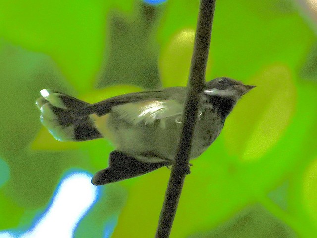 Photos - Santa Cruz Fantail - Rhipidura melaenolaema - Birds of the World