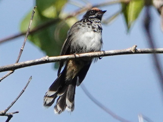 Photos - Santa Cruz Fantail - Rhipidura melaenolaema - Birds of the World