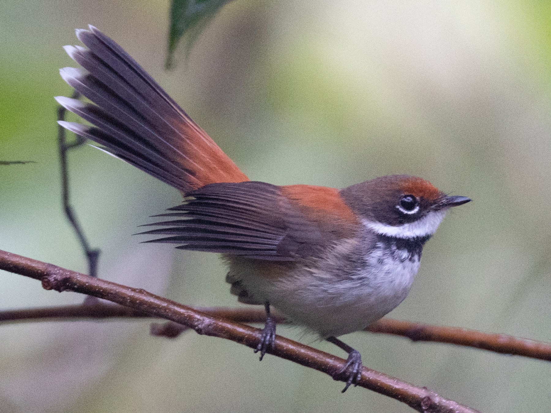 Solomons Rufous Fantail - eBird
