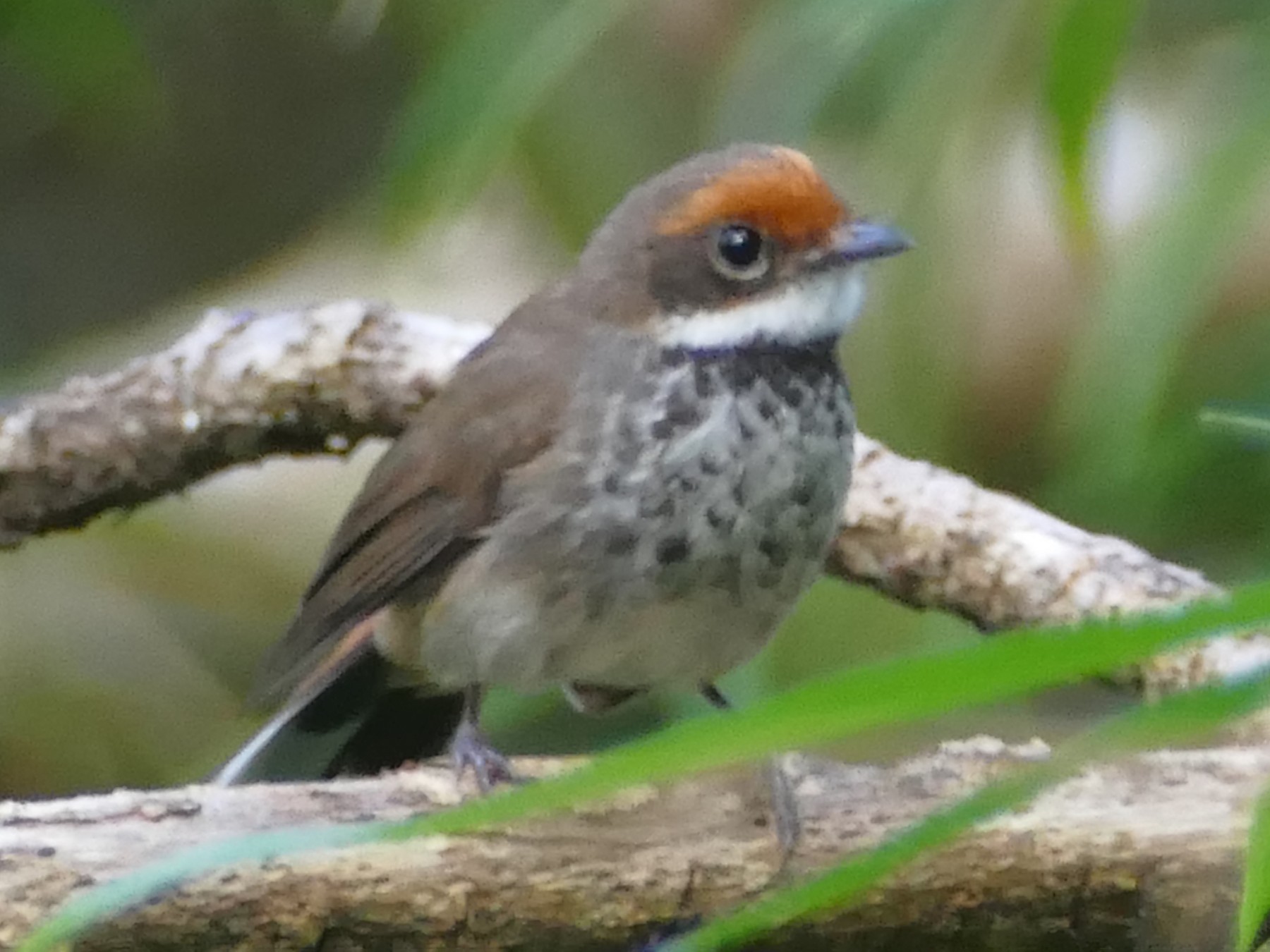 Abanico de Yap - eBird